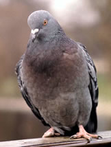'Pigeon-chested' - meaning and origin.