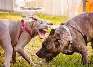 What Is The Meaning Of Cry Havoc And Let Slip The Dogs Of War