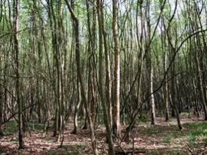 Through Thick And Thin - Meaning & Origin Of The Phrase